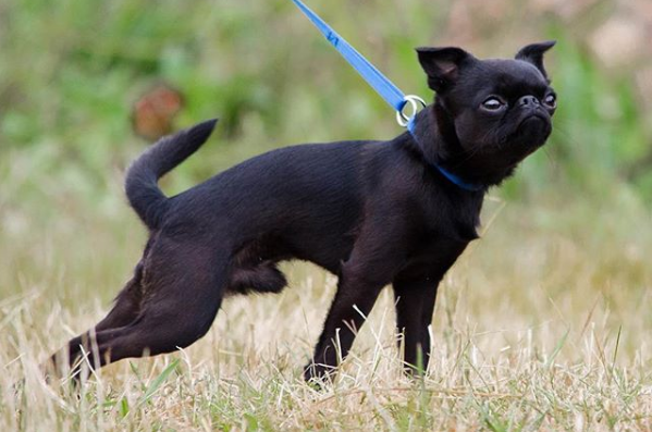 Grifonek brabantský - Brabantík